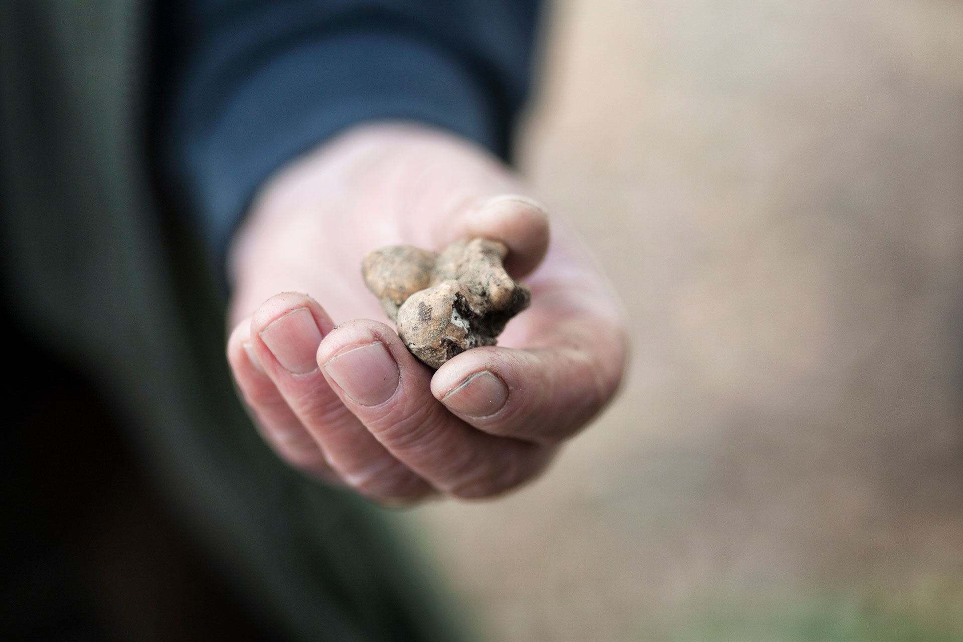 The Truffle Handbook - A Guide to Italy's Haute Cuisine Fungi | Tuscany ...