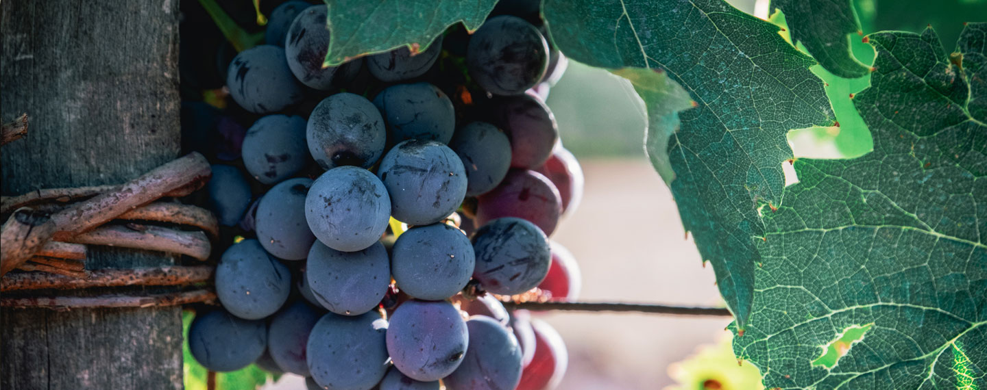 An Introduction To Fine Tuscan Wines | Tuscany Now & More